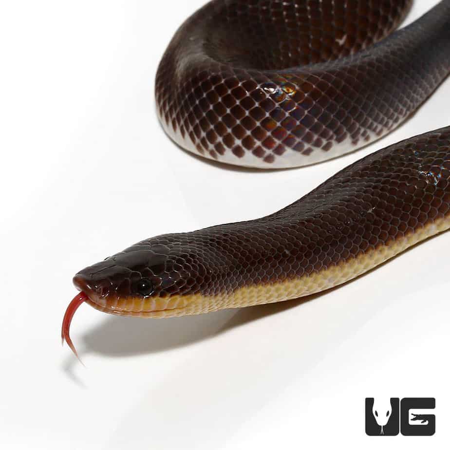 Reptiles for Sale - Snakes, Bearded Dragons, Turtles and More!