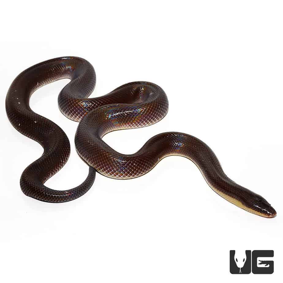 Snakes For Sale - Underground Reptiles