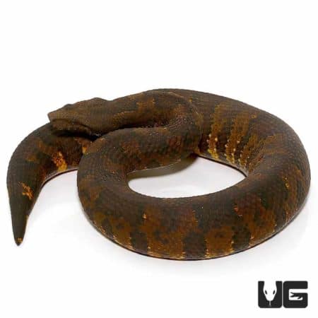 Viper Boa For Sale - Underground Reptiles