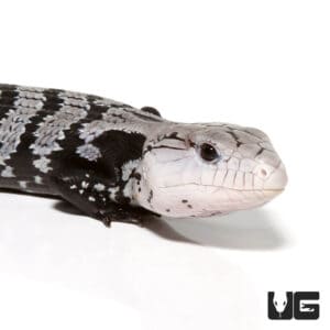 Lizards For Sale - Underground Reptiles