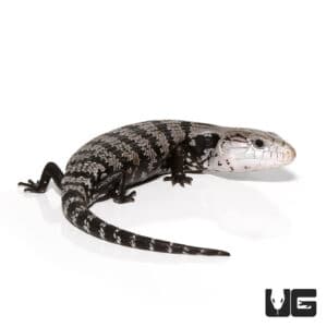 Lizards For Sale - Underground Reptiles