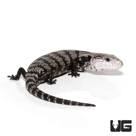 Lizards For Sale - Underground Reptiles