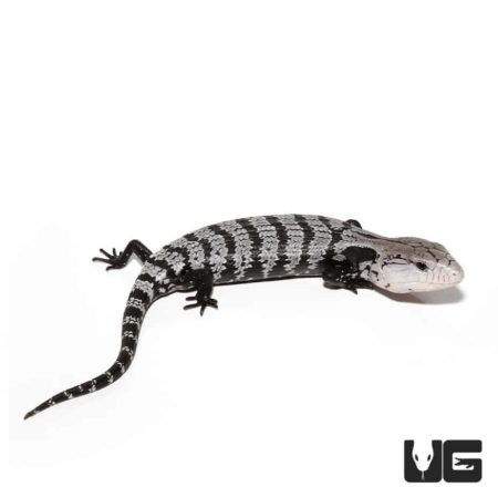 Baby Axanthic Halmahera Blue Tongue Skink For Sale - Underground Reptile