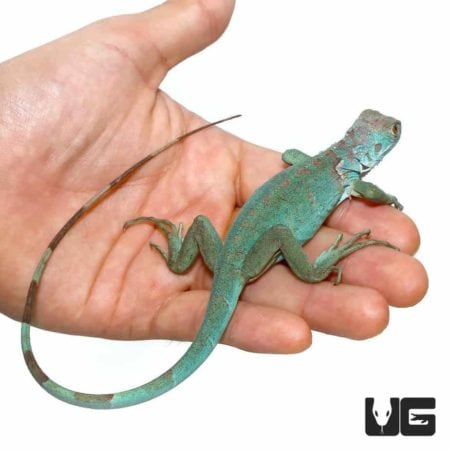 Baby Blue Axanthic Iguanas For Sale - Underground Reptiles