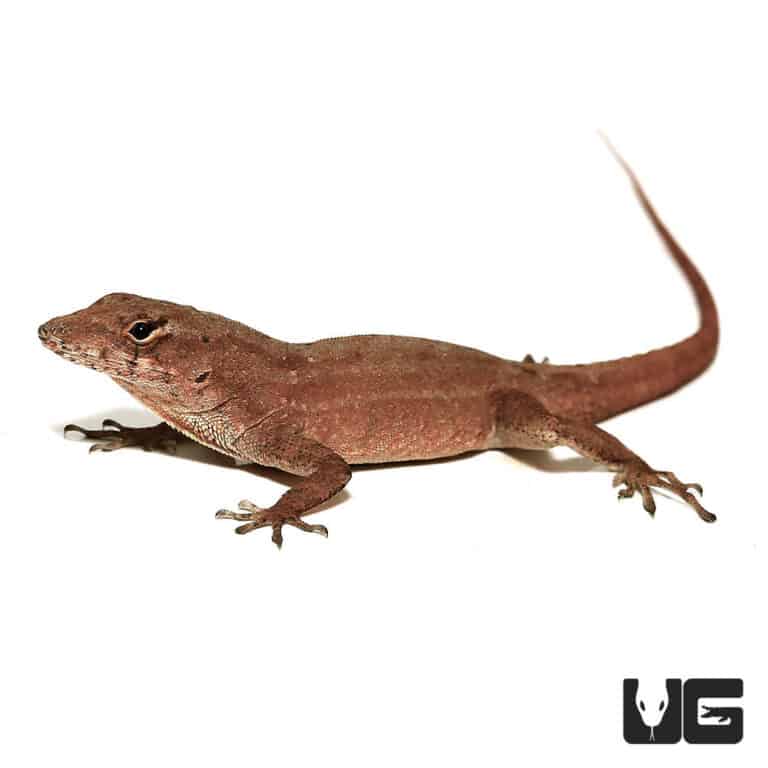 Brown Anoles (Anolis sagrei) For Sale - Underground Reptiles