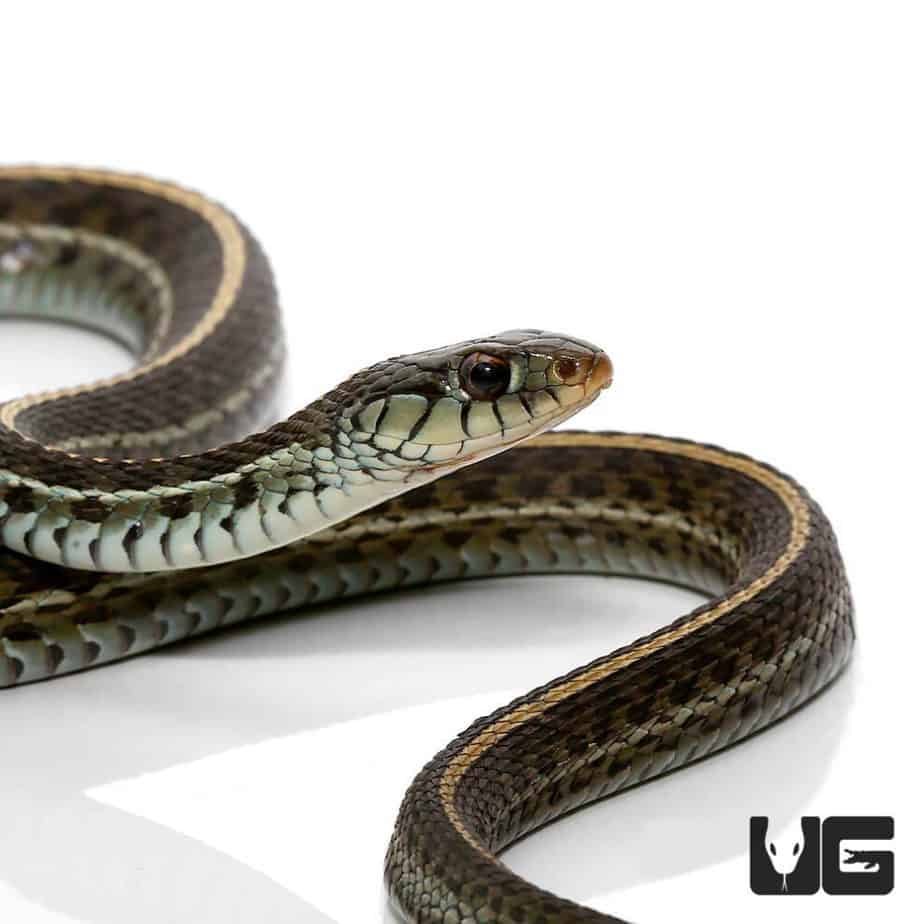 Garter, Gophers, Bull & Pine Snakes For Sale - Underground Reptiles