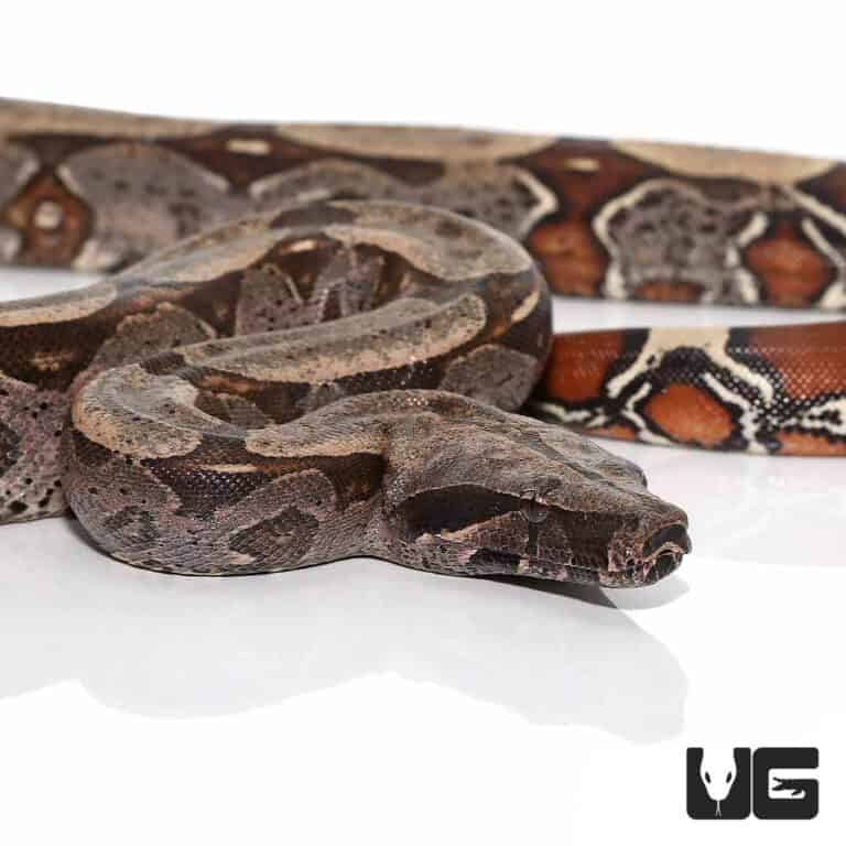 Suriname Redtail Boas For Sale - Underground Reptiles