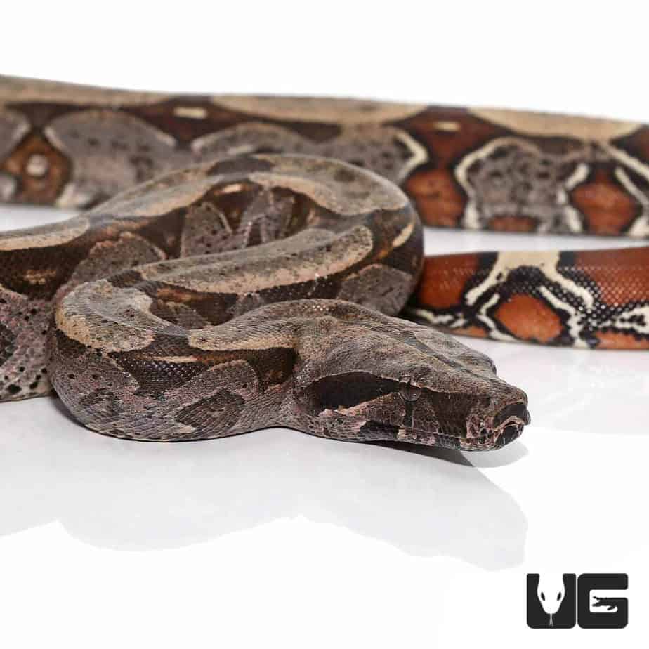 Boas For Sale - Underground Reptiles