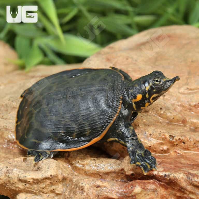 Turtles For Sale - Underground Reptiles
