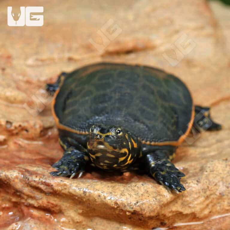Baby Florida Softshell Turtles For Sale - Underground Reptiles