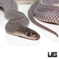 African File Snakes (Mehelya crossi) For Sale - Underground Reptiles