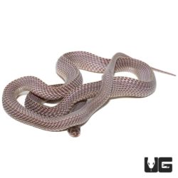 African File Snakes (Mehelya crossi) For Sale - Underground Reptiles