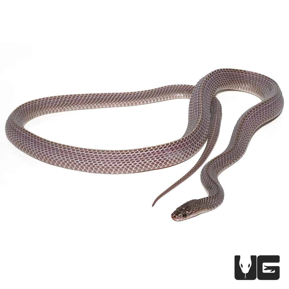 African File Snakes (Mehelya crossi) For Sale - Underground Reptiles