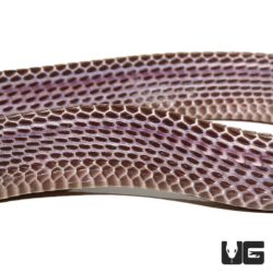 African File Snakes (Mehelya crossi) For Sale - Underground Reptiles