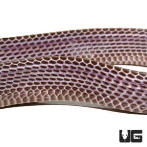 West African File Snakes (Mehelya crossi) For Sale - Underground Reptiles