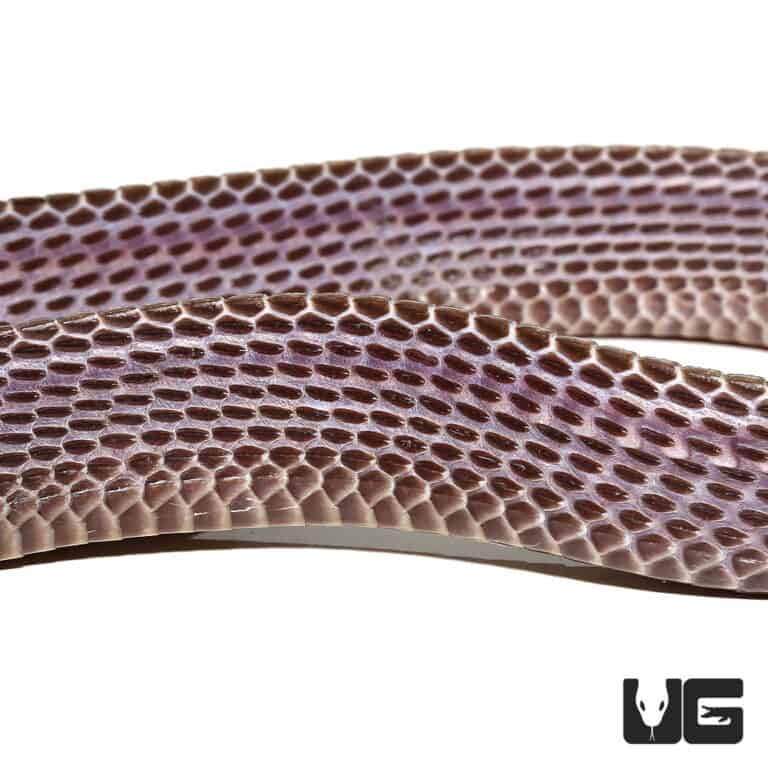 West African File Snakes (Mehelya crossi) For Sale - Underground Reptiles