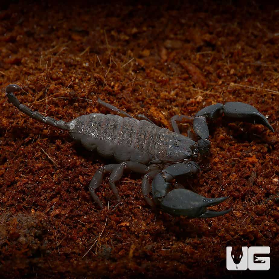 Australian Rainforest Scorpion (Liocheles waigiensis) For Sale ...