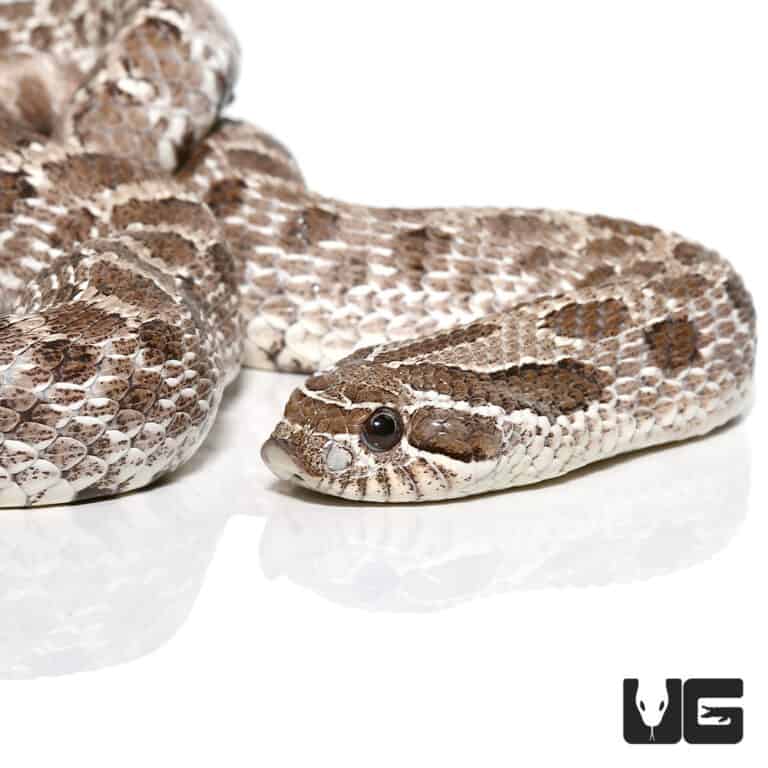 Adult Male Axanthic Western Hognose Snake Het Albino - Underground Reptiles