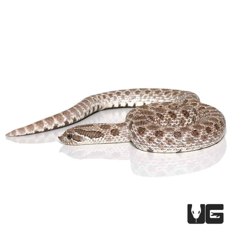 Adult Male Axanthic Western Hognose Snake Het Albino - Underground Reptiles