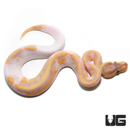 Baby Banana Enchi Pied Ball Python For Sale - Underground Reptiles