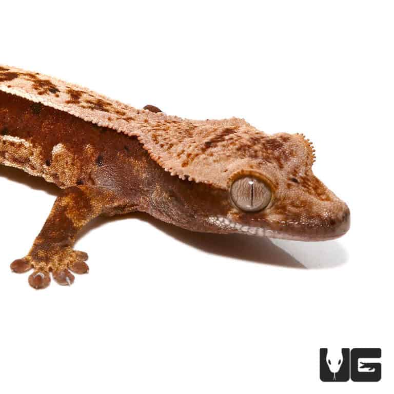 Baby Cream Patterned Pinstripe Porthole Crested Gecko For Sale ...