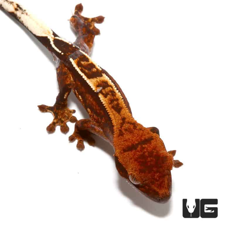 Baby Dark Base Reverse Partial Pinstripe Crested Gecko For Sale ...