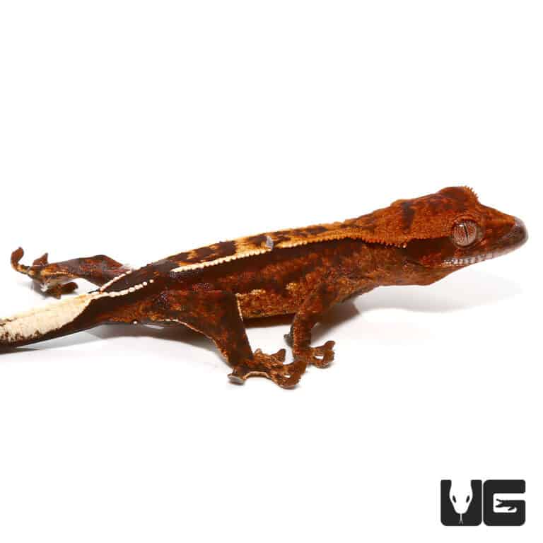 Baby Dark Base Reverse Partial Pinstripe Crested Gecko For Sale ...