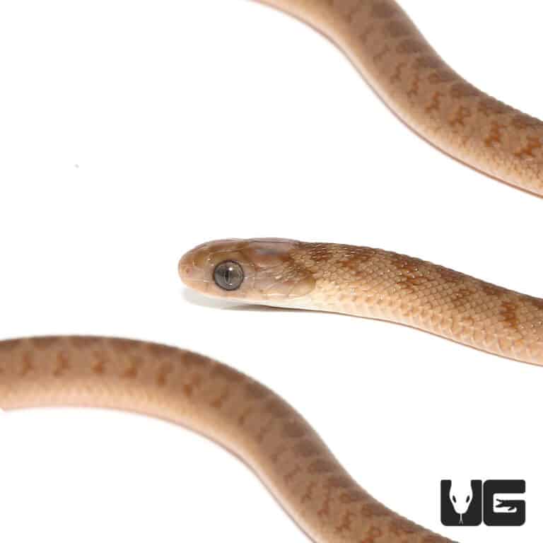 Baby African Egg Eating Snakes For Sale - Underground Reptiles