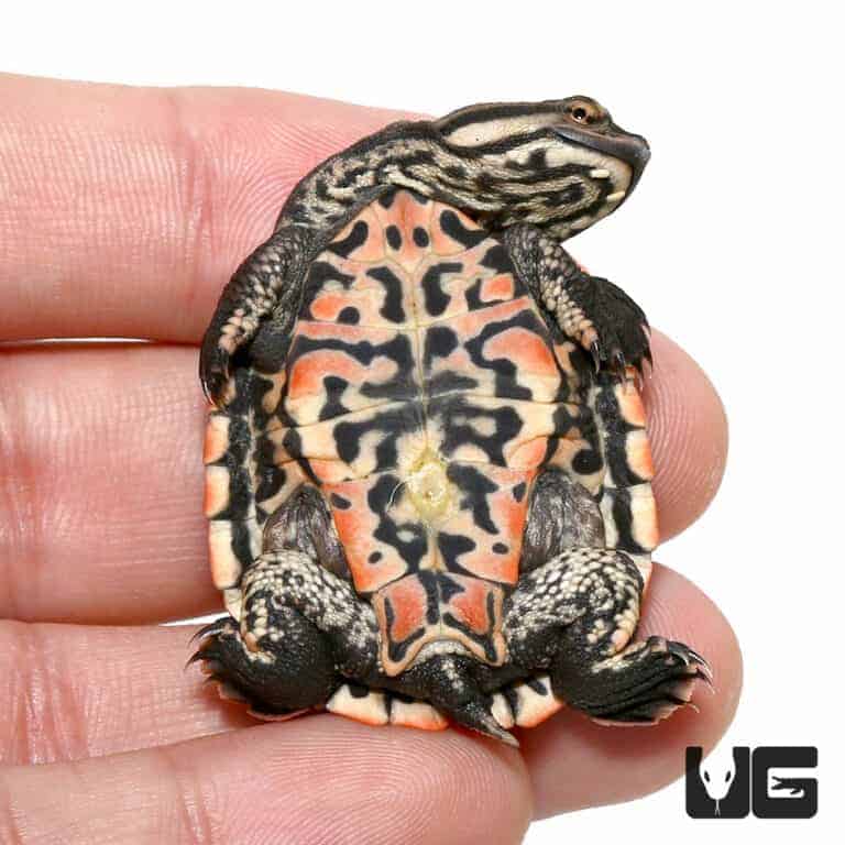 Baby Geoffrey’s Sideneck Turtles (Phrynops geoffroanus tuberosus) For ...