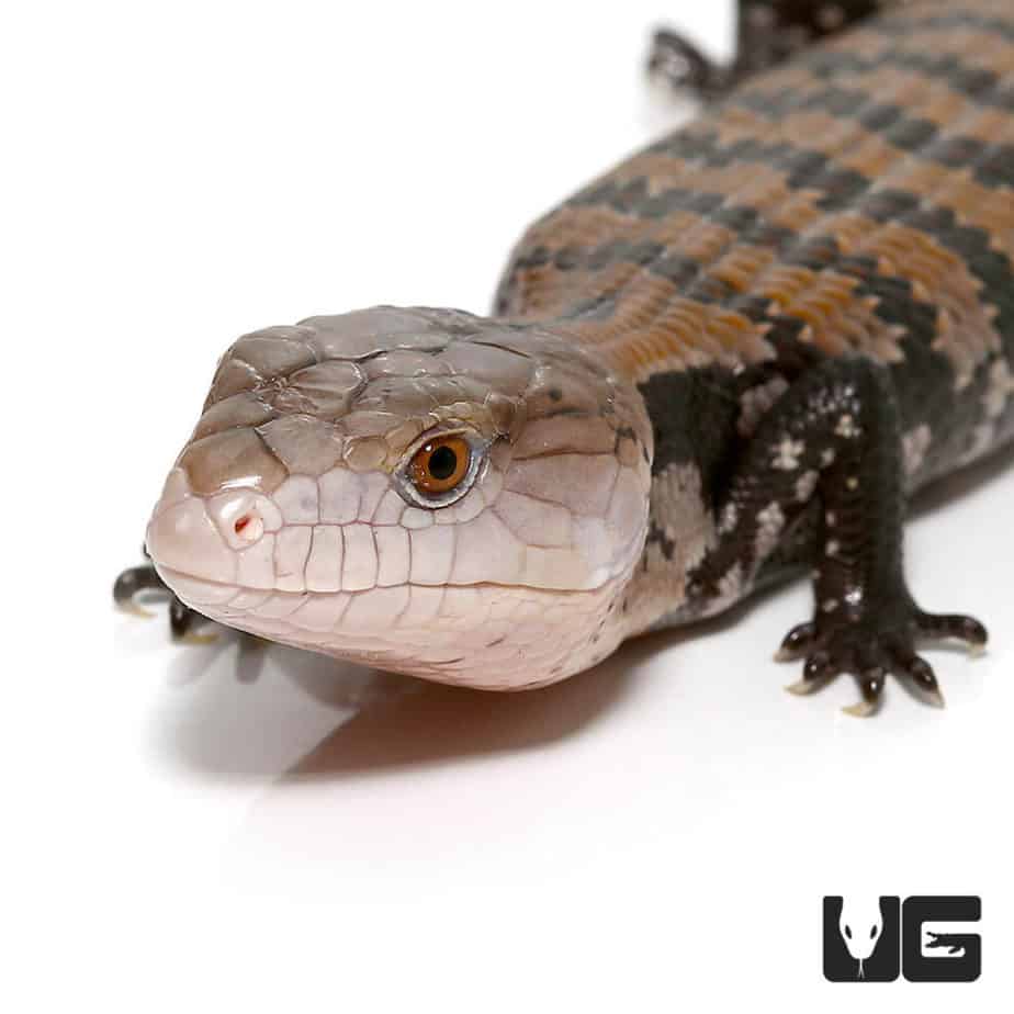 Skinks For Sale - Underground Reptiles