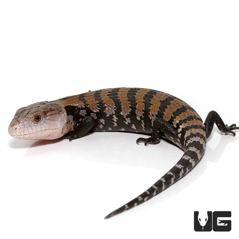Baby Halmahera Blue Tongue Skinks For Sale - Underground Reptiles
