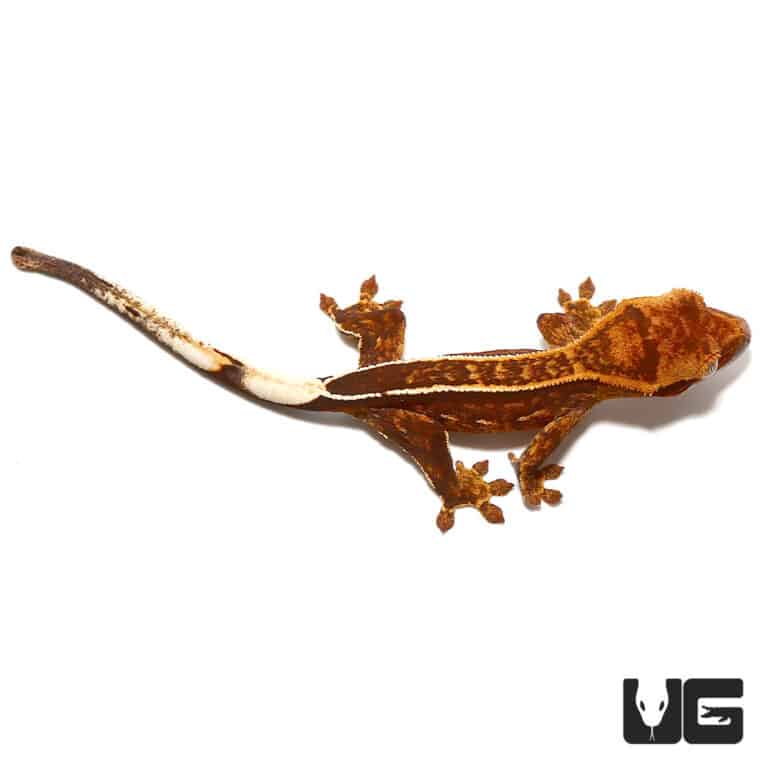 Baby Harlequin Porthole Reverse Pinstripe Crested Gecko For Sale ...