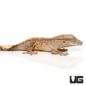 Baby Orange Flame Crested gecko For Sale - Underground Reptiles