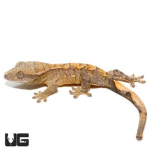 Baby Orange Flame Crested gecko For Sale - Underground Reptiles