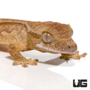 Baby Phantom Reverse Pinstripe Extreme Porthole Crested Gecko For Sale ...
