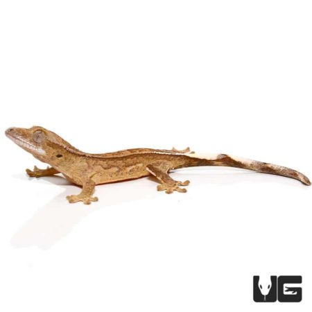 Baby Phantom Reverse Pinstripe Extreme Porthole Crested Gecko For Sale ...