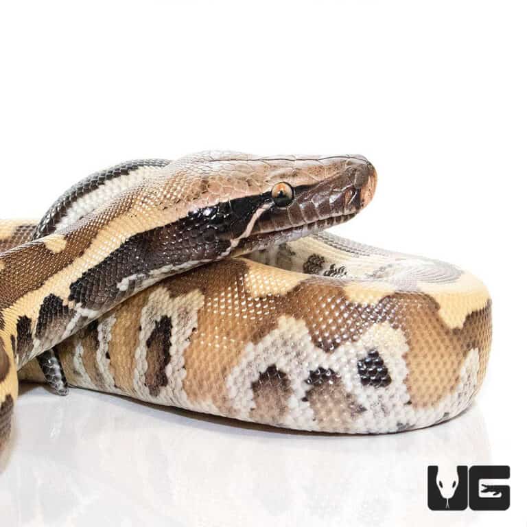 Baby Sumatran Blood Python (Python brongersmai) For Sale - Underground ...