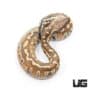 Baby Sumatran Blood Python (Python brongersmai) For Sale - Underground ...