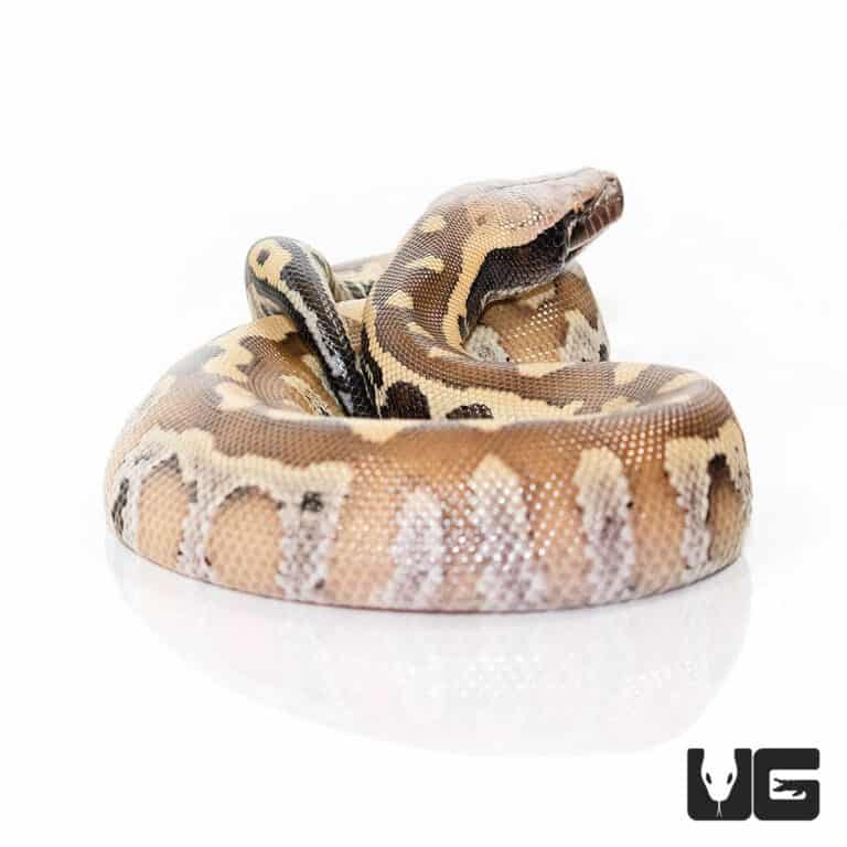 Blood Pythons For Sale - Underground Reptiles