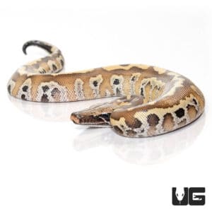 Baby Sumatran Blood Python (Python brongersmai) For Sale - Underground ...