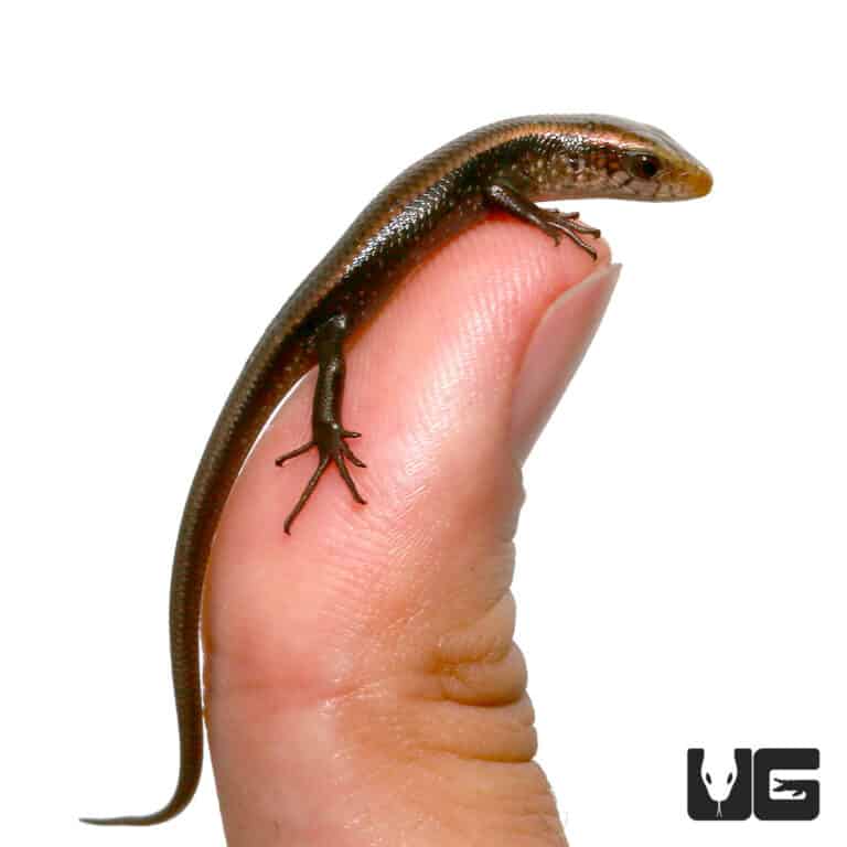 Skinks For Sale - Underground Reptiles