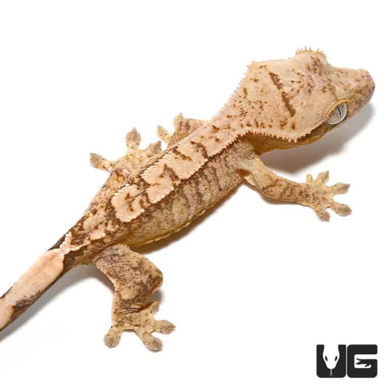 Baby Yellow Base Tiger Crested Gecko For Sale - Underground Reptiles