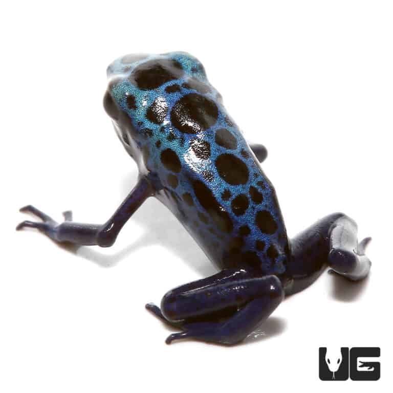 Blue Azureus Tinctorius Dart Frogs (Dendrobates tinctorious) For Sale ...