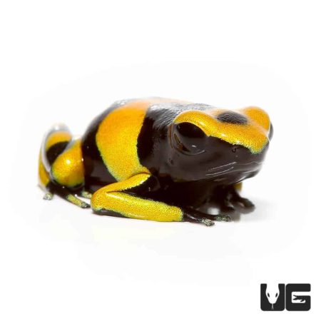 Bumblebee Dart Frogs (Dendrobates tinctorious) For Sale - Underground ...