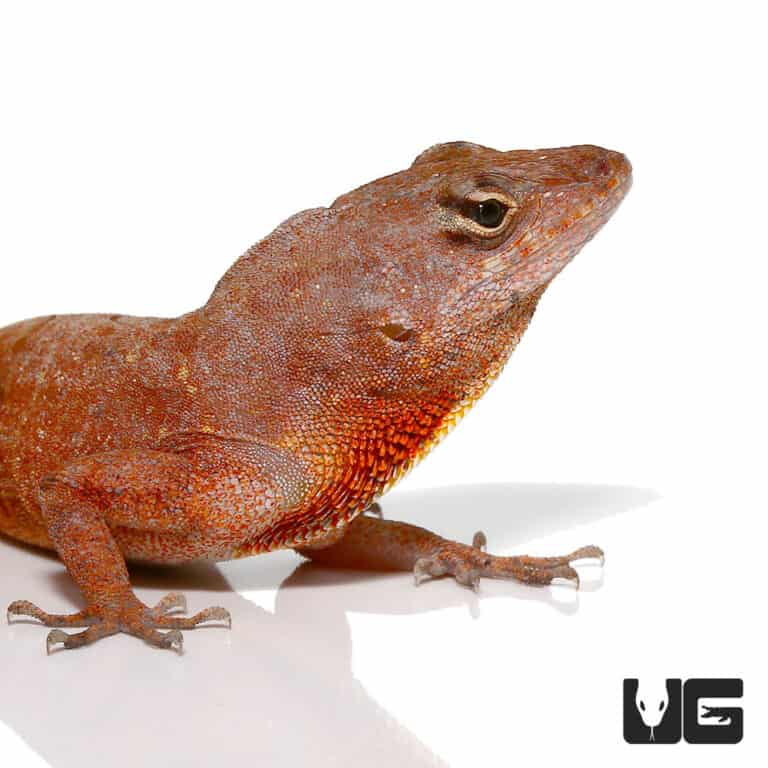 Anoles Archives - Underground Reptiles