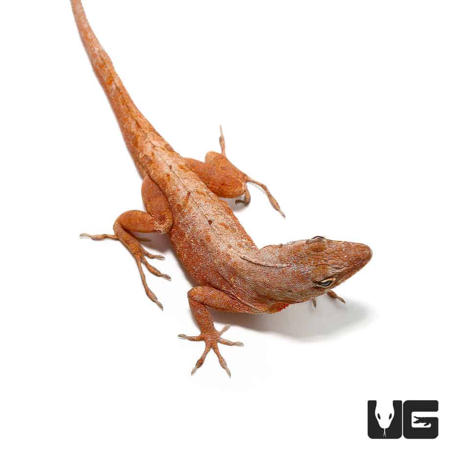 Anoles Archives - Underground Reptiles
