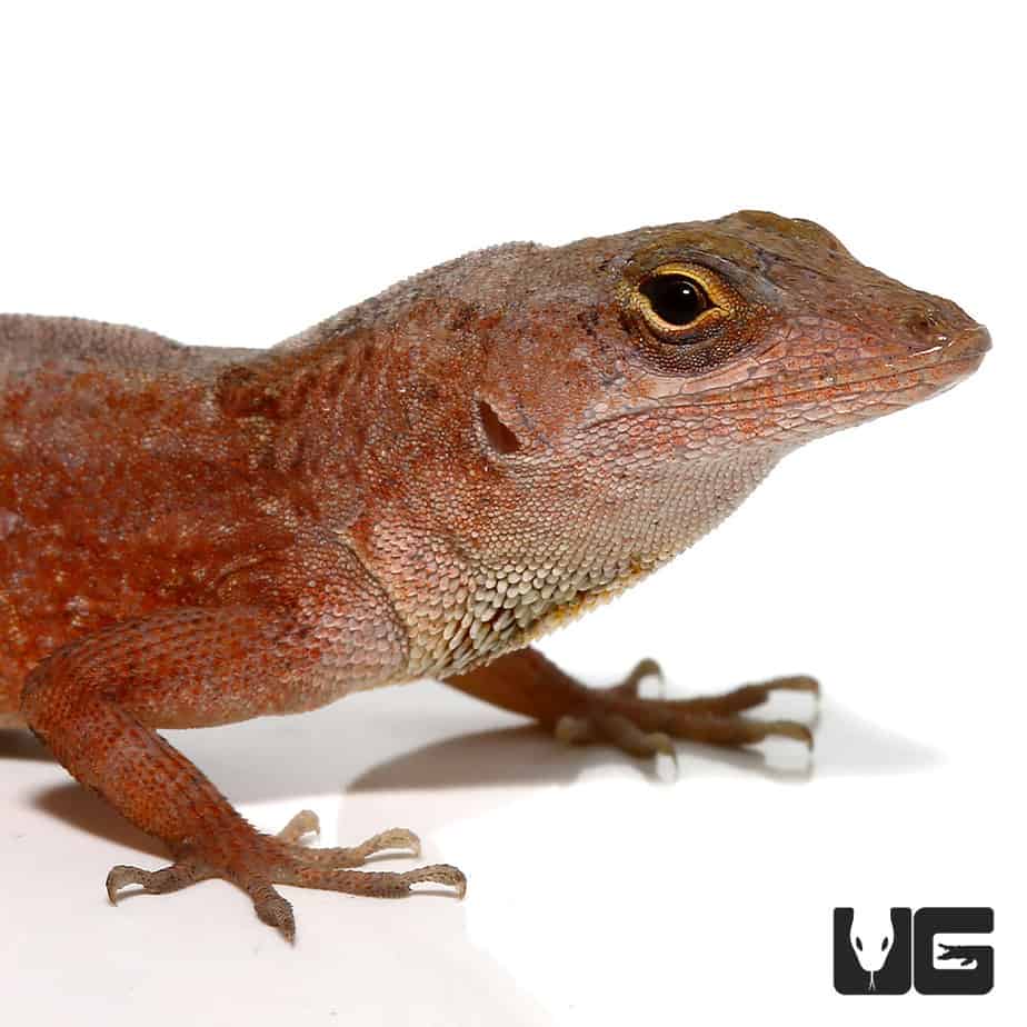 Chili Pepper Anoles For Sale - Underground Reptiles