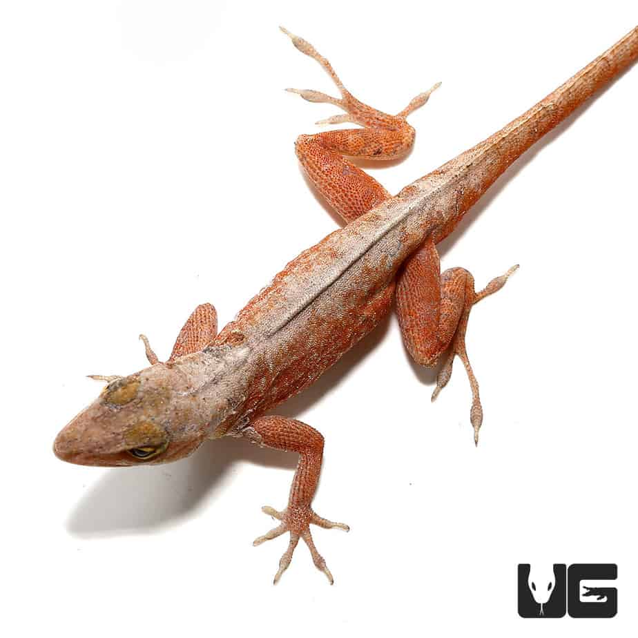 Chili Pepper Anoles For Sale - Underground Reptiles