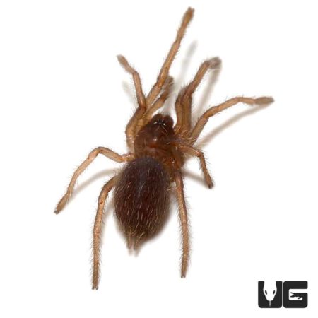 Chinese Giant Fawn Tarantula (.25 - .75'') - Underground Reptiles