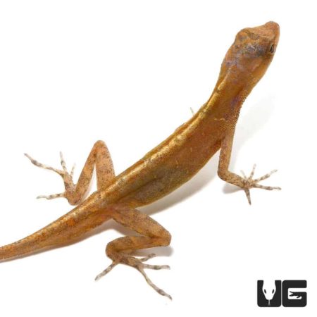 Feeders Archives - Page 3 of 3 - Underground Reptiles